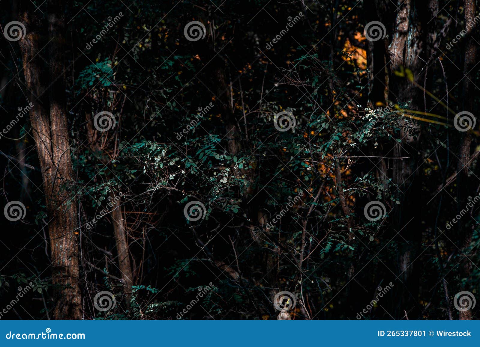 Dark Shot of Foliage and Tree Branches in a Forest during Nighttime ...