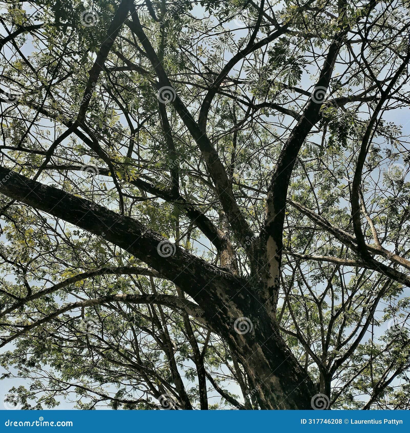 Dark Side of Rain Tree Branch with Green Leaves Stock Photo - Image of ...