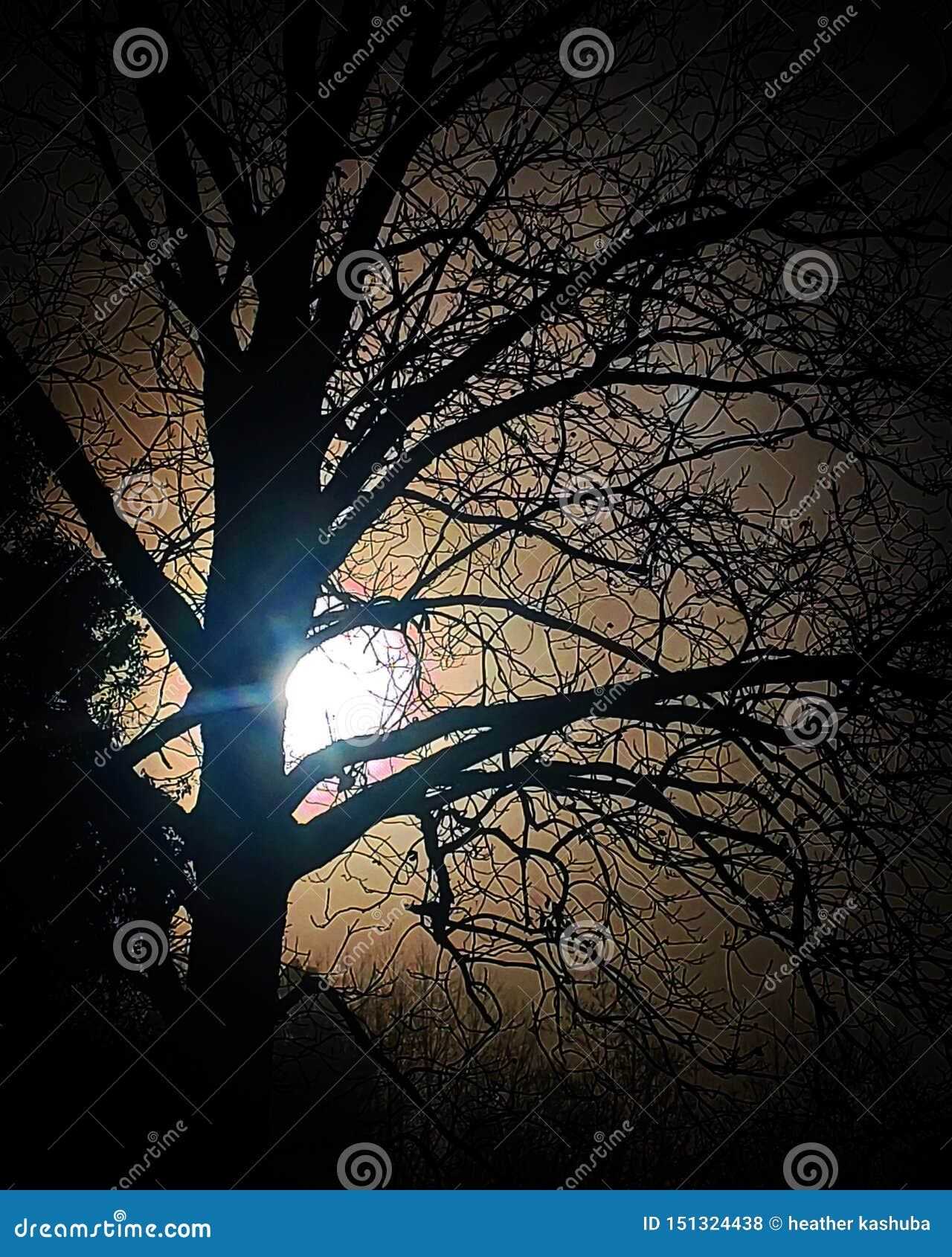 Dark side of tree stock photo. Image of tree, dark, moonlihht - 151324438