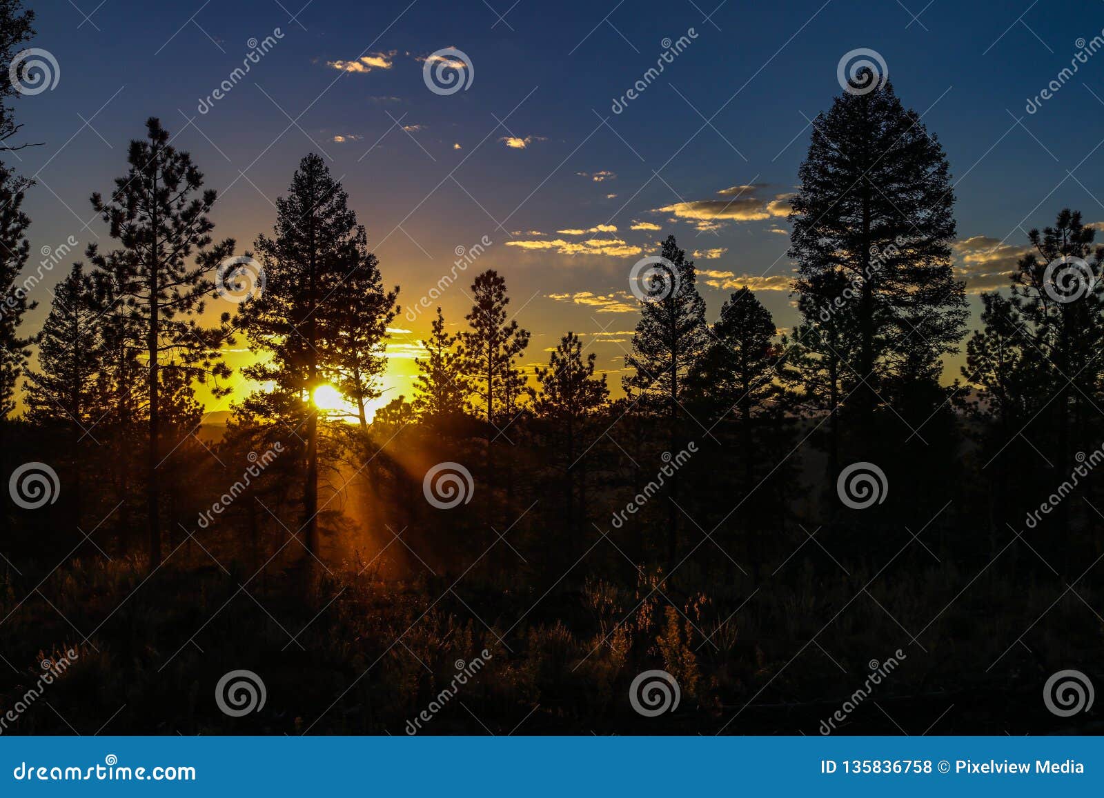 Dark Sky Beautiful Sunset Behind Trees Stock Photo - Image of forest ...