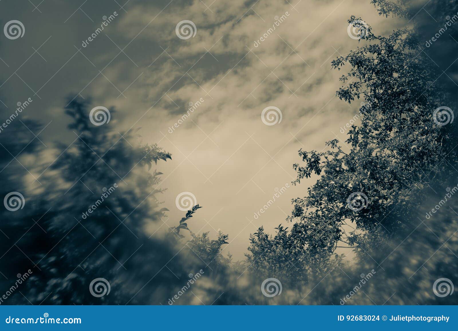 Dark Sky with Tree Branches with Special Blurry Effect Stock Photo ...