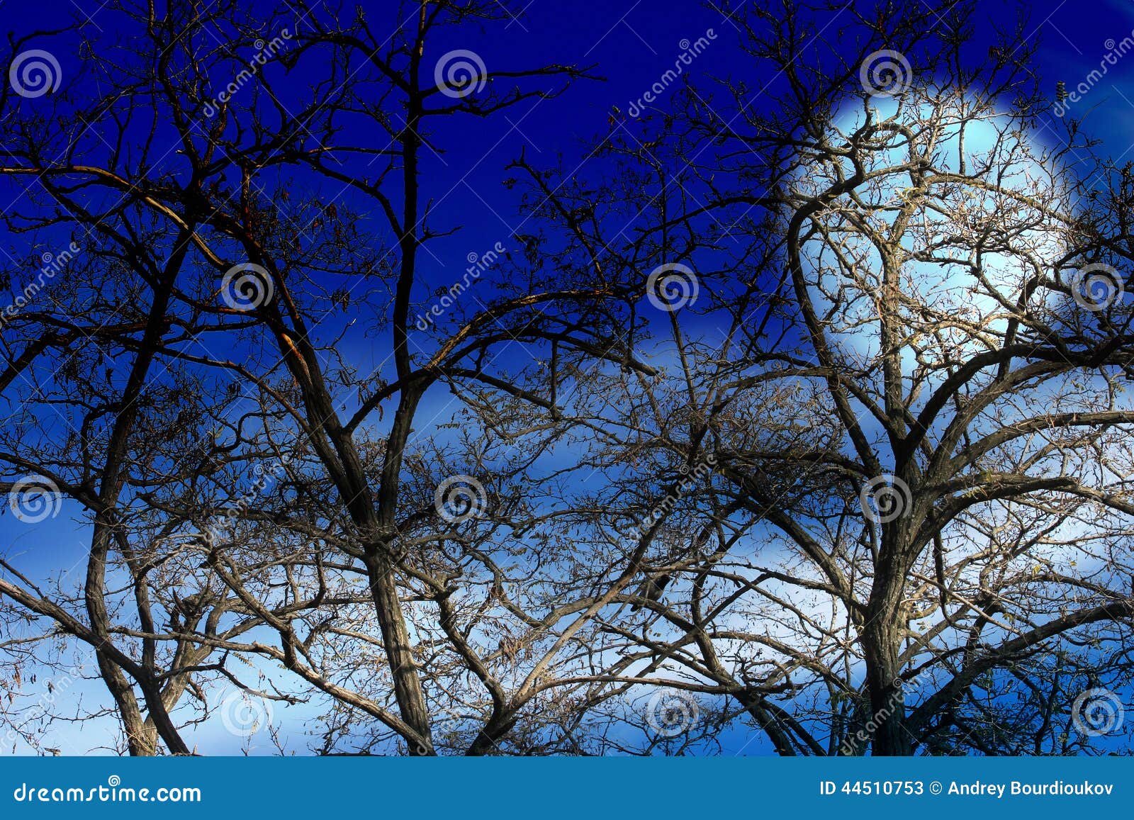 Dark sky and tree stock image. Image of branch, landscapes - 44510753
