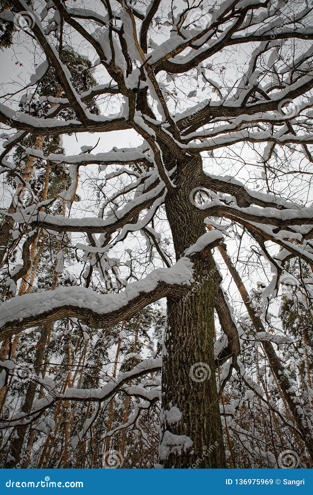 Dark Snow-covered Oak Branches Form a Pattern on a Background of Blue ...