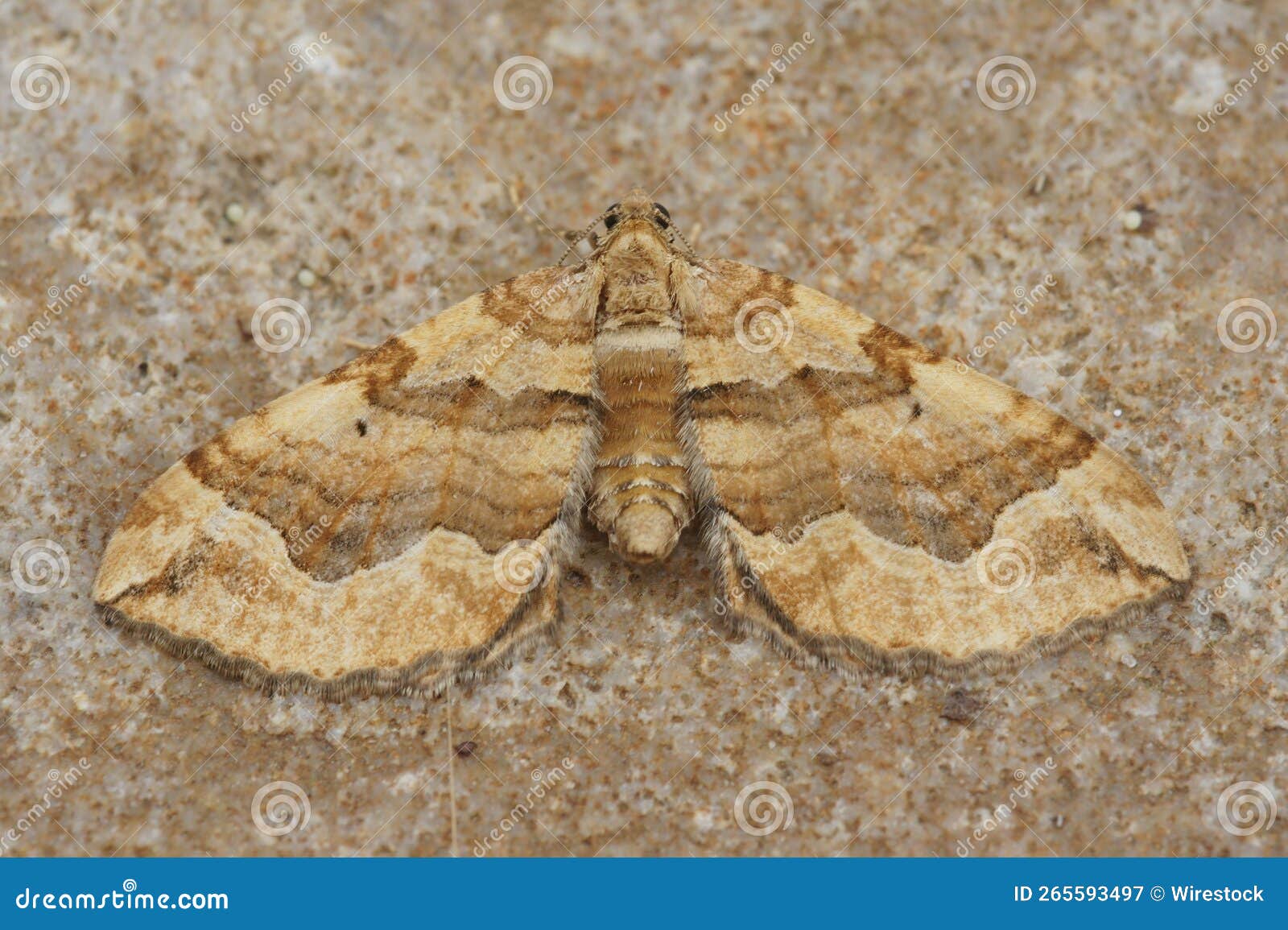 Dark Spinach Geometer Moth (Pelurga Comitata) on a Stone Surface in ...