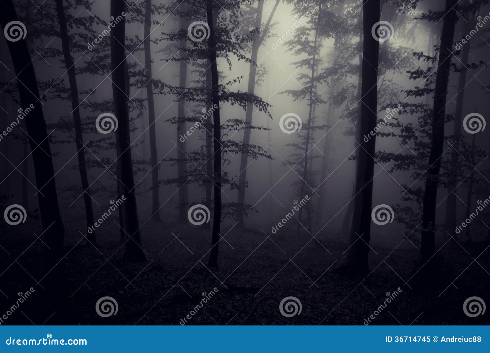 Dark Spooky Creepy Forest with Fog at Night Stock Image - Image of tree ...