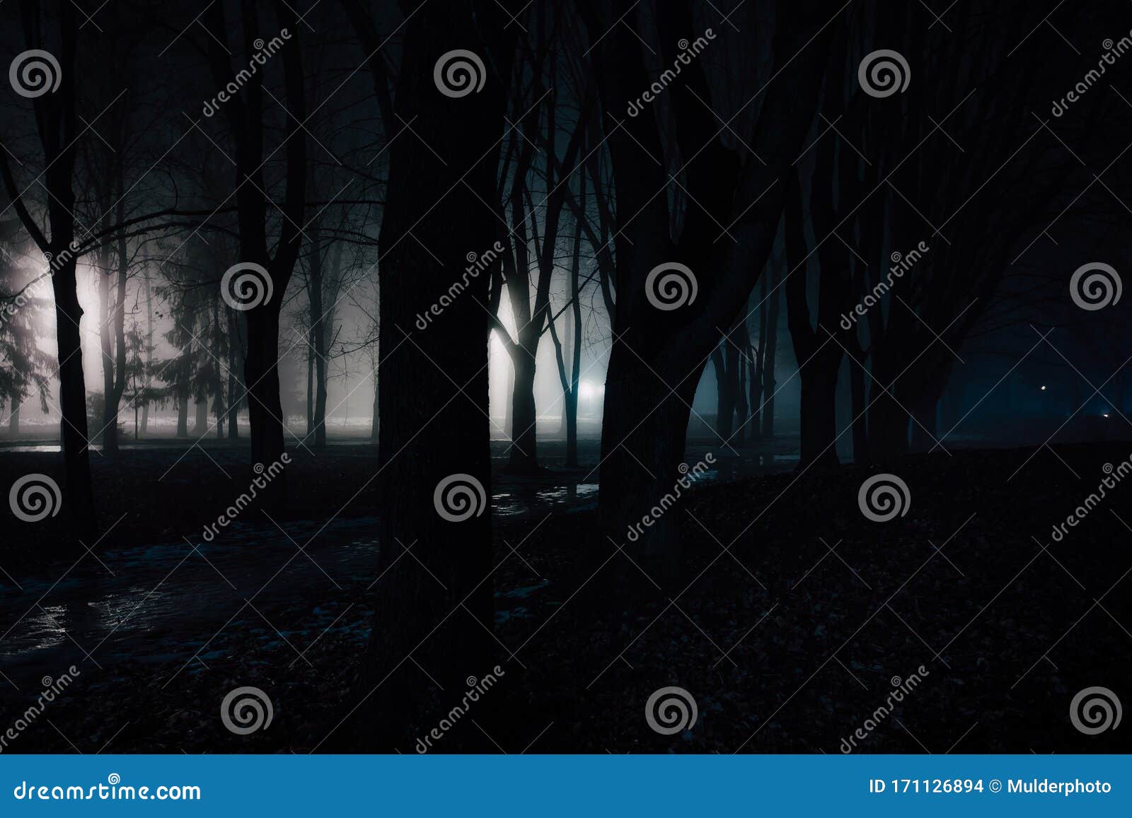 Dark and Spooky Foggy Forest at Night Stock Photo - Image of eerie ...