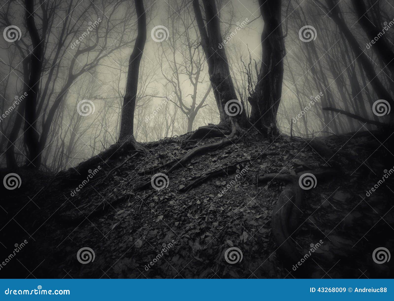 Dark Spooky Forest with Fog on Halloween Stock Image - Image of eerie ...