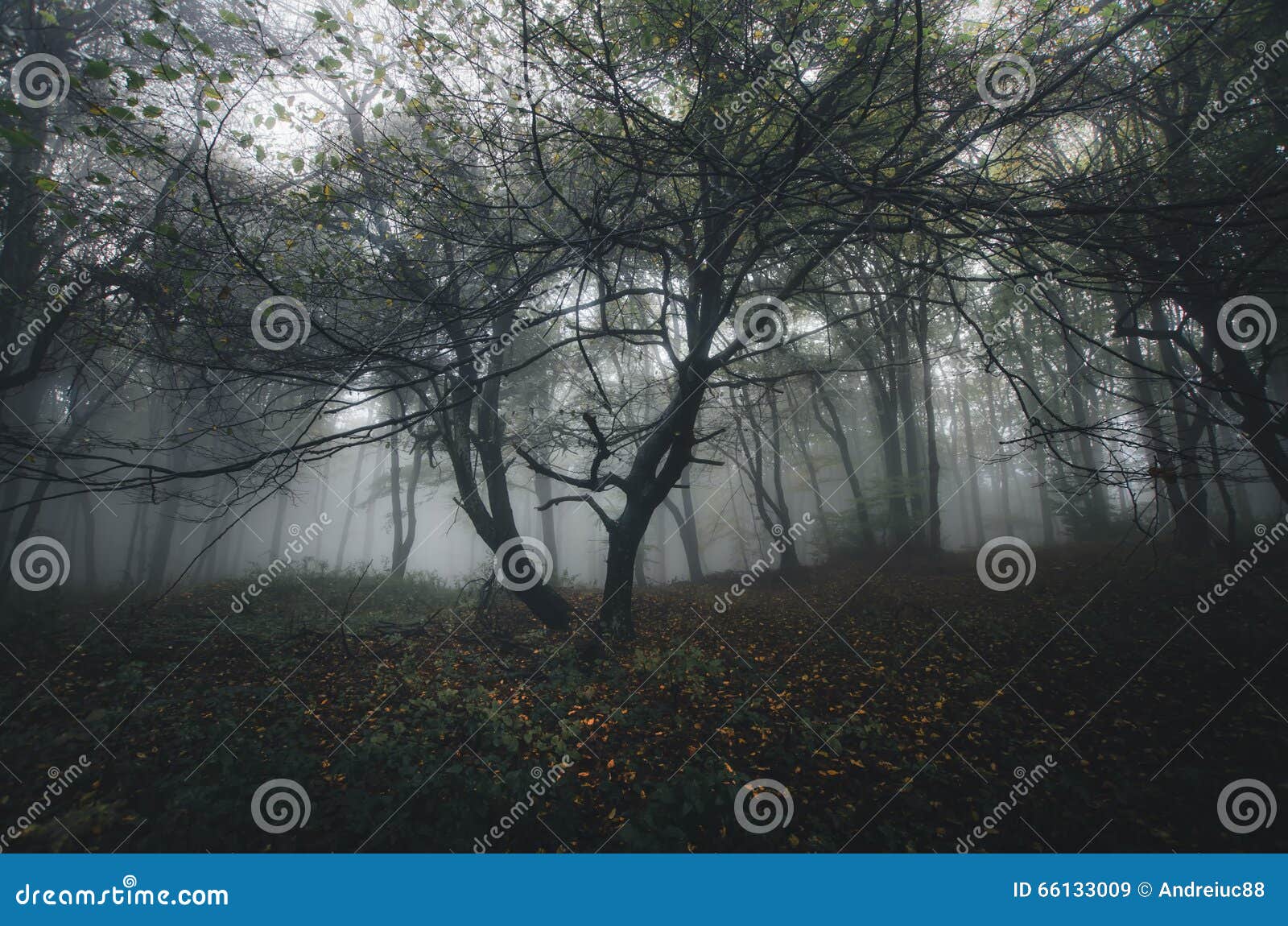 Dark Spooky Forest with Mysterious Fog Stock Image - Image of roots ...