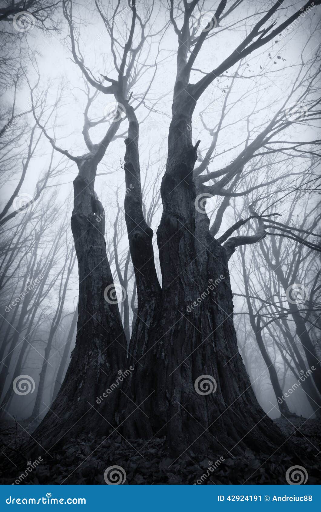 Dark Spooky Giant Tree on Halloween Stock Image - Image of leaves ...