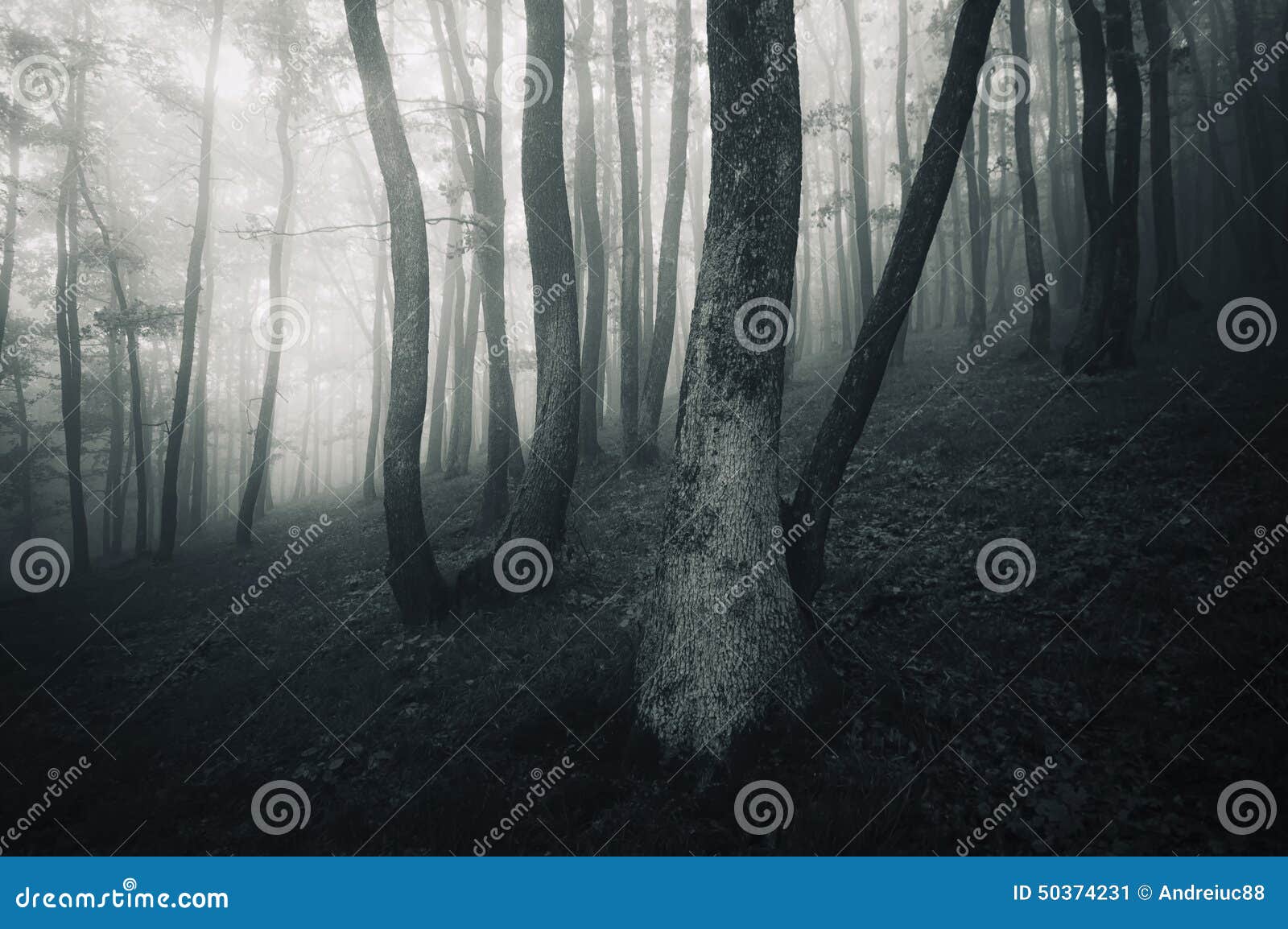Dark spooky scary forest stock image. Image of mood, canopy - 50374231