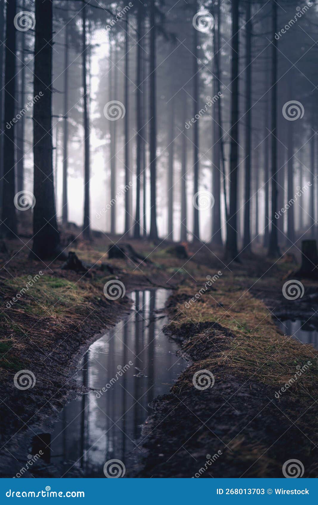 Dark and Spooky Vertical View of a Creek in a Foggy Forest Stock Image ...