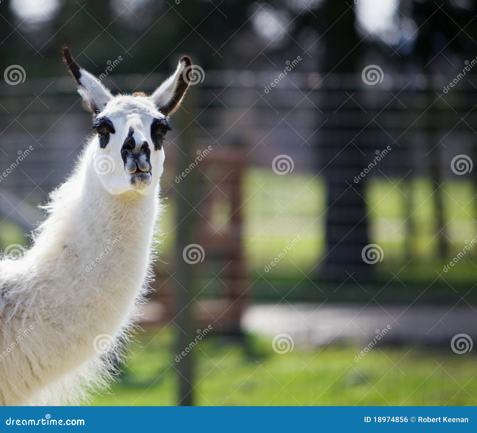 Dark spotted Llama stock photo. Image of wool, pretty - 18974856