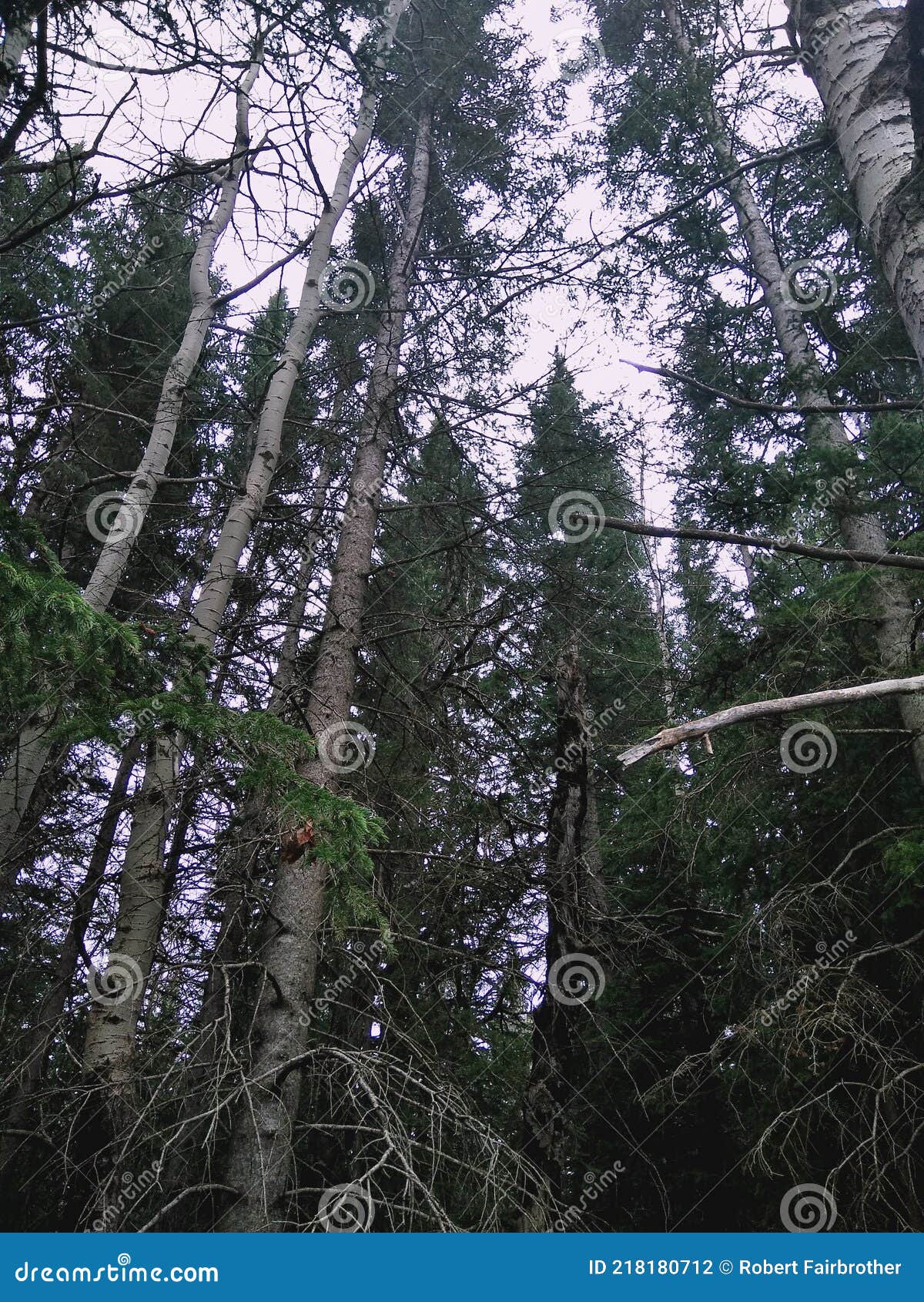 A Dark Spruce Forest Canopy on a Bright Cloudy Day Stock Photo - Image ...