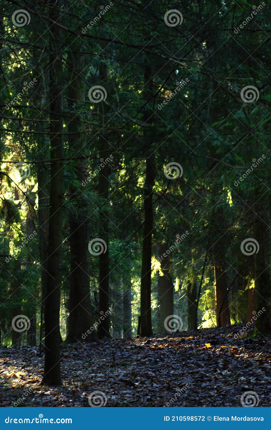 Dark Spruce Forest with Gaps in Front Stock Photo - Image of needle ...