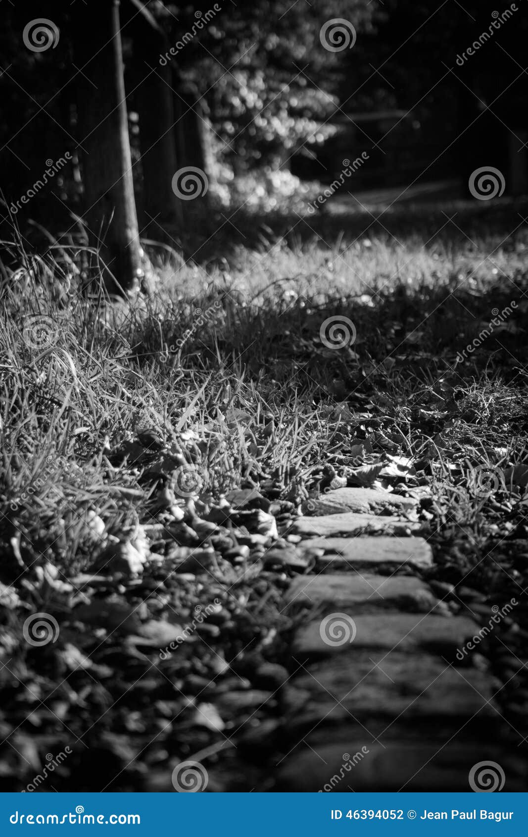 Dark Stone Path stock photo. Image of close, botanical - 46394052