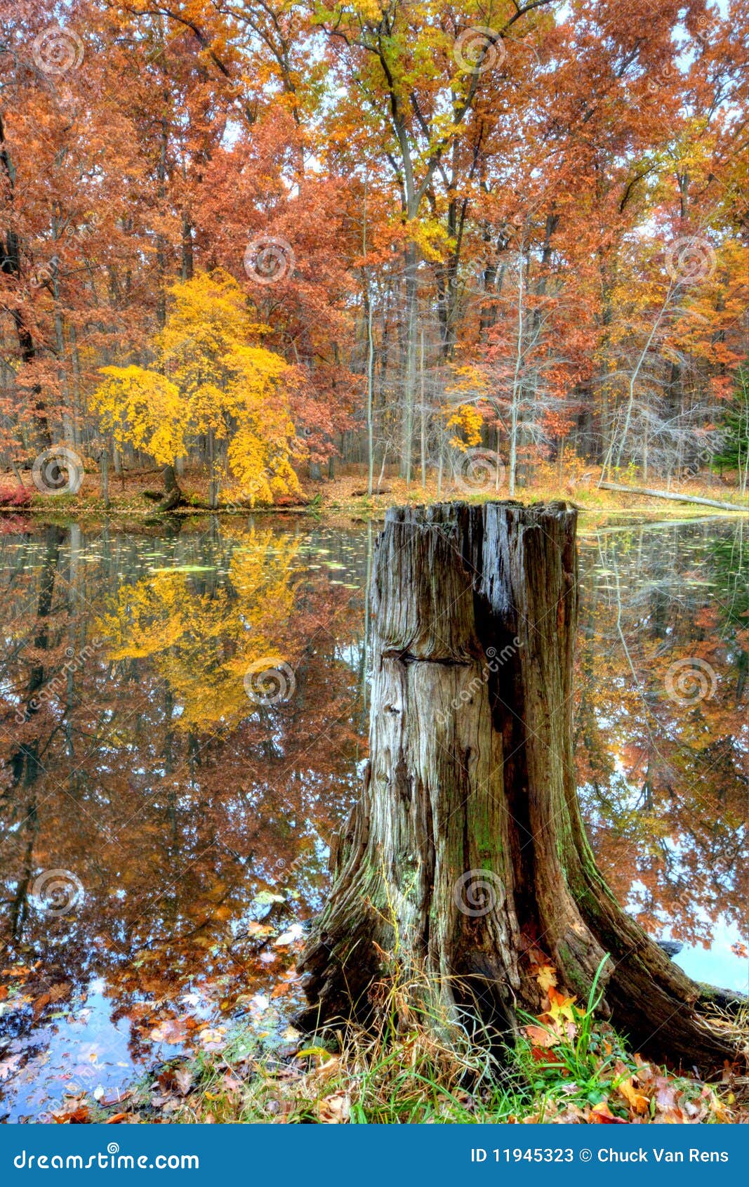 Dark Stump stock image. Image of fall, quiet, peaceful - 11945323