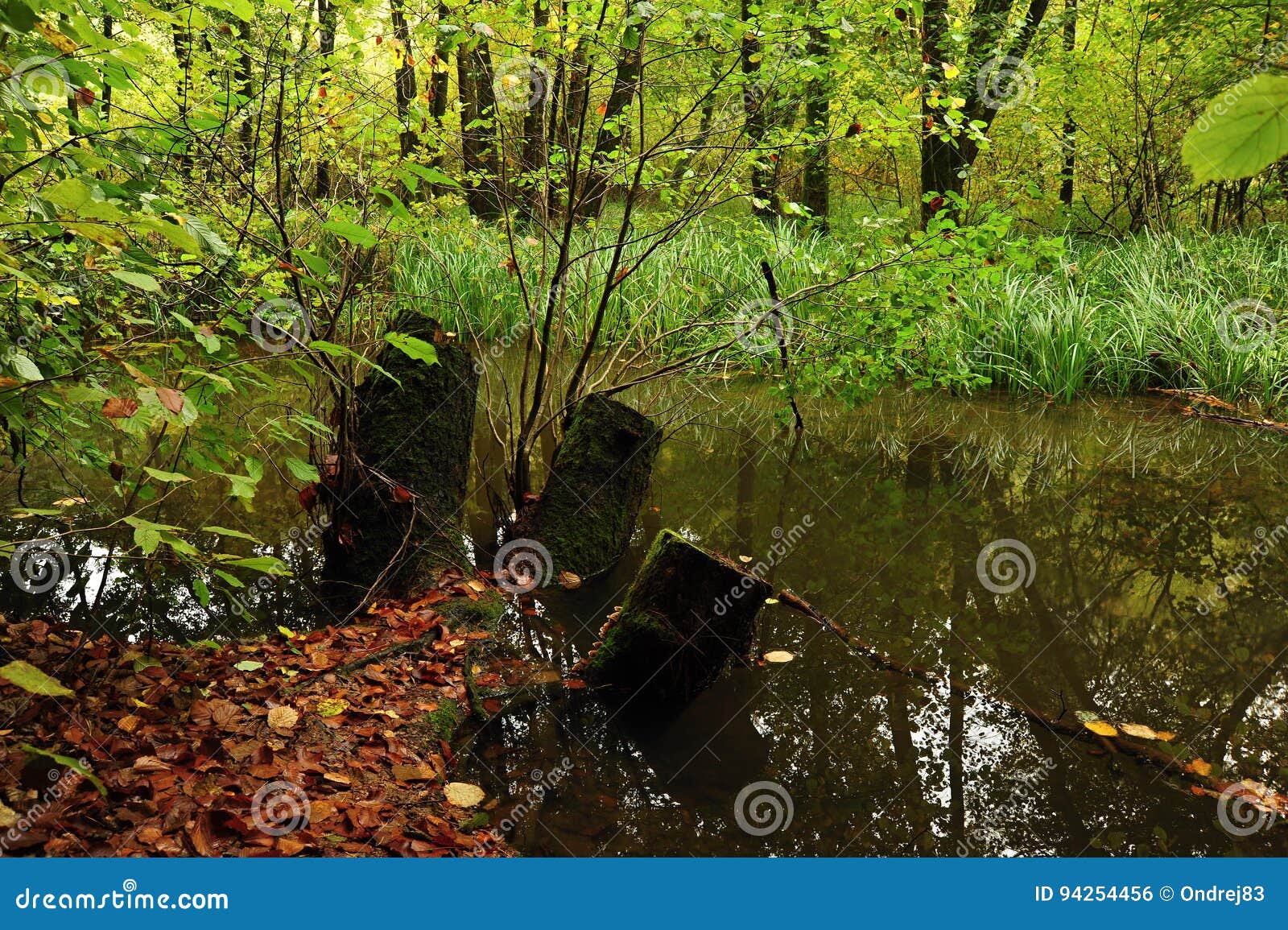 Dark swamp stock photo. Image of season, outdoor, lake - 94254456