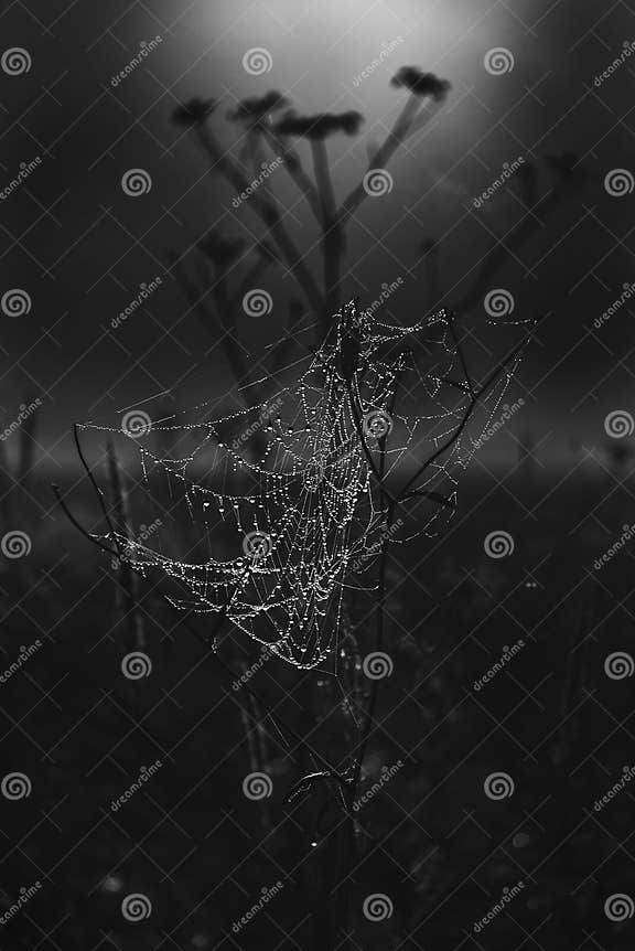 Dark swamps stock photo. Image of branch, night, line - 267543372