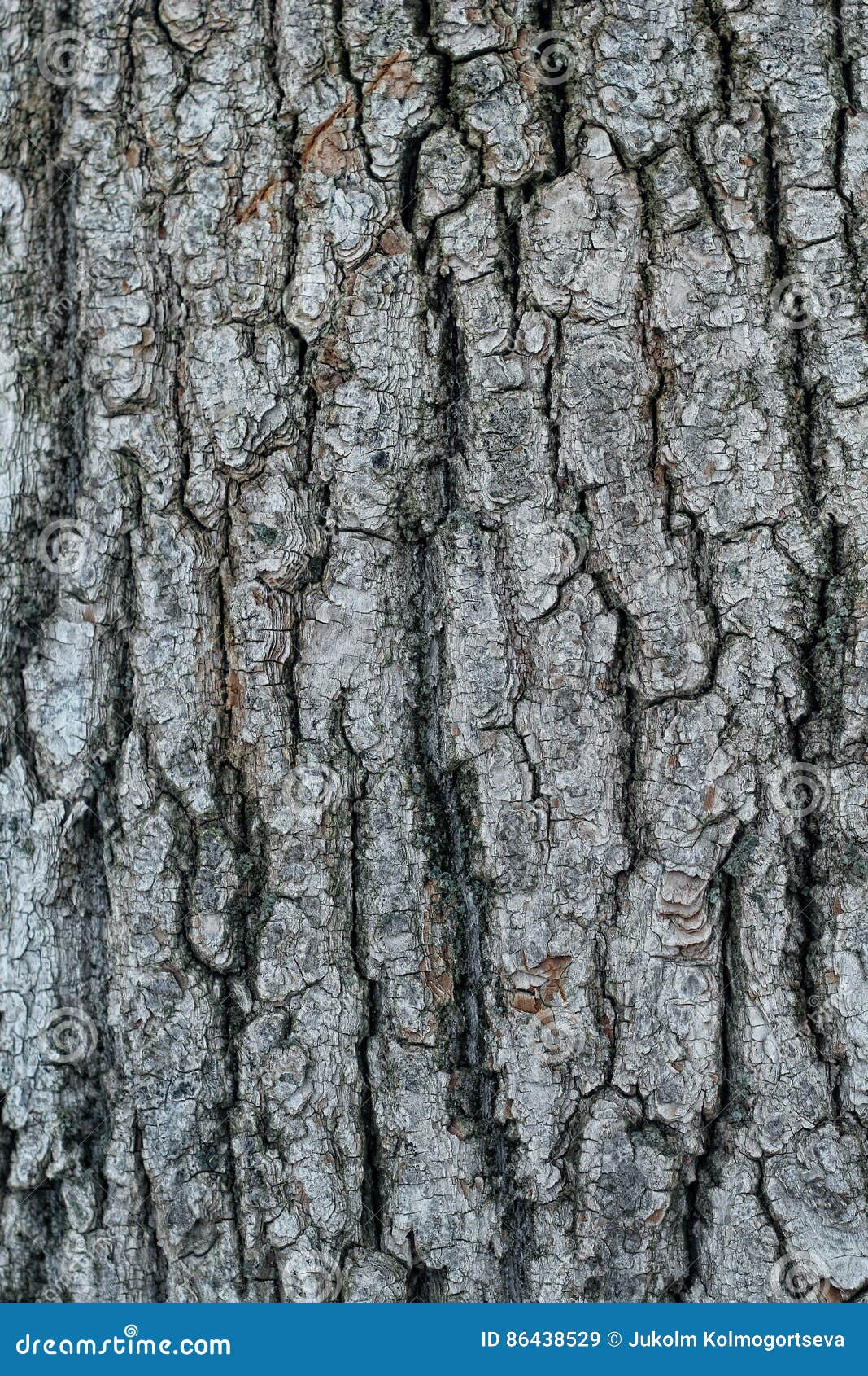 Dark texture of tree bark stock image. Image of growth - 86438529