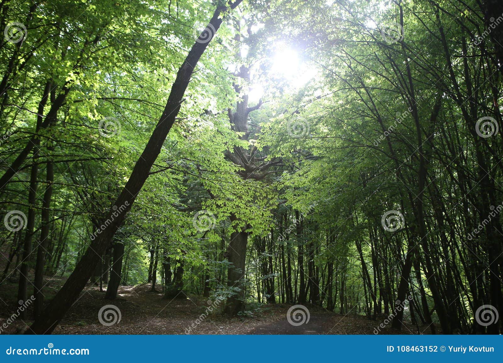 Dark Thick Deciduous Forest and Sunlight Stock Photo - Image of warm ...