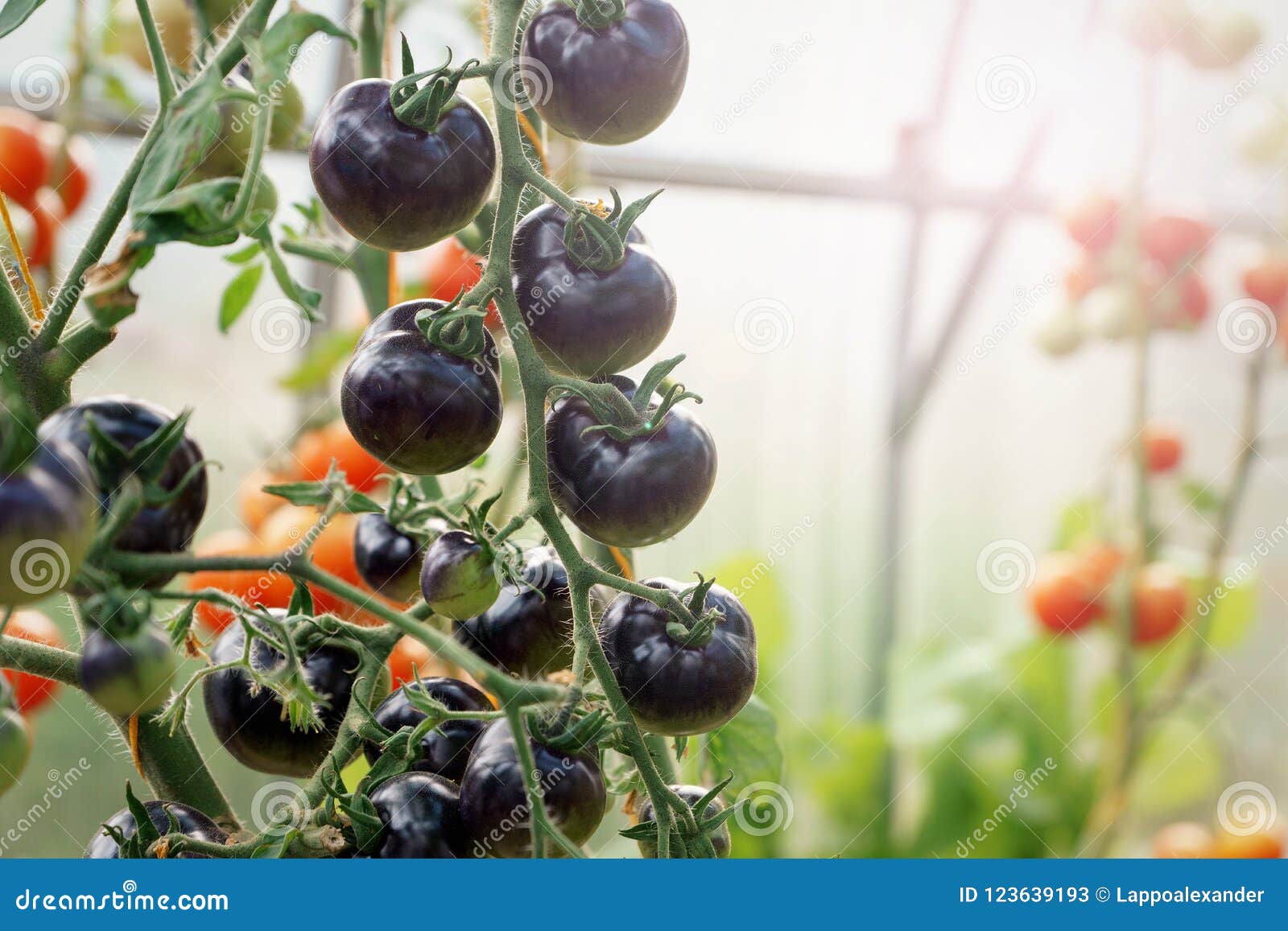 Dark Tomatoes Grow on Branches. Stock Image - Image of tomatoes ...