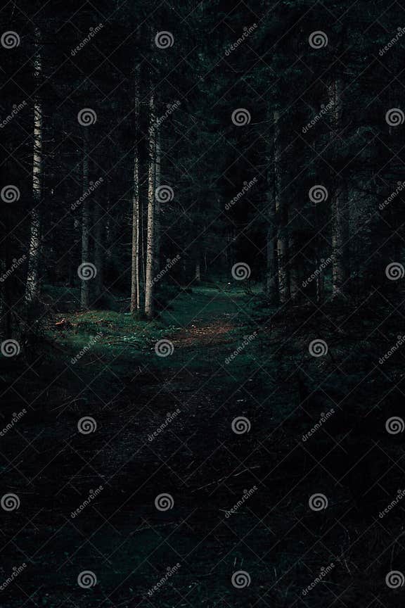 Dark Trail in a Forest at Night Stock Image - Image of mysterious ...