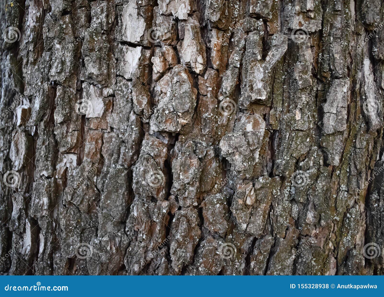 Dark tree bark stock photo. Image of tree, cracks, dark - 155328938