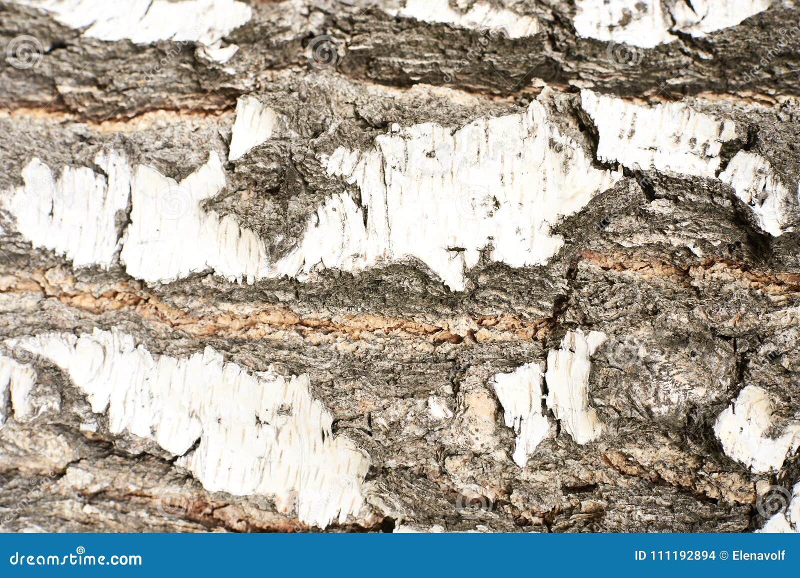 Dark Tree Bark. Natural Texture. White Color Stock Photo - Image of ...