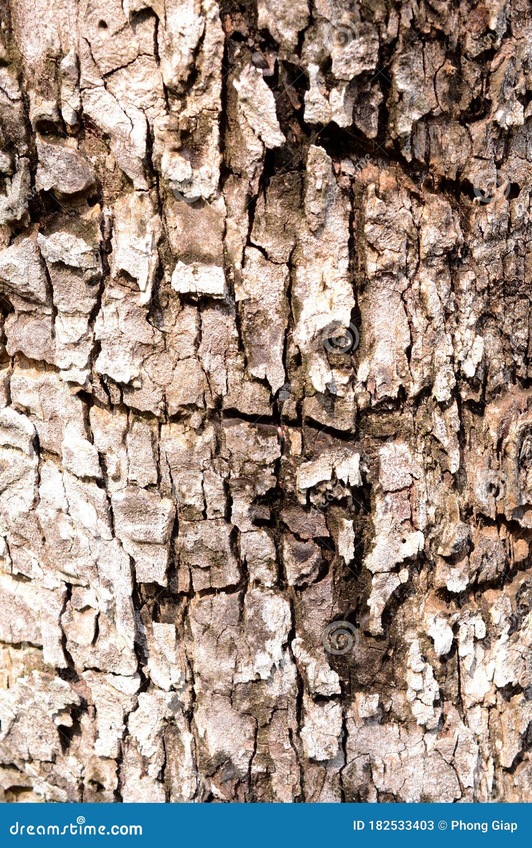 Dark Tree Bark Texture. stock image. Image of natural - 182533403