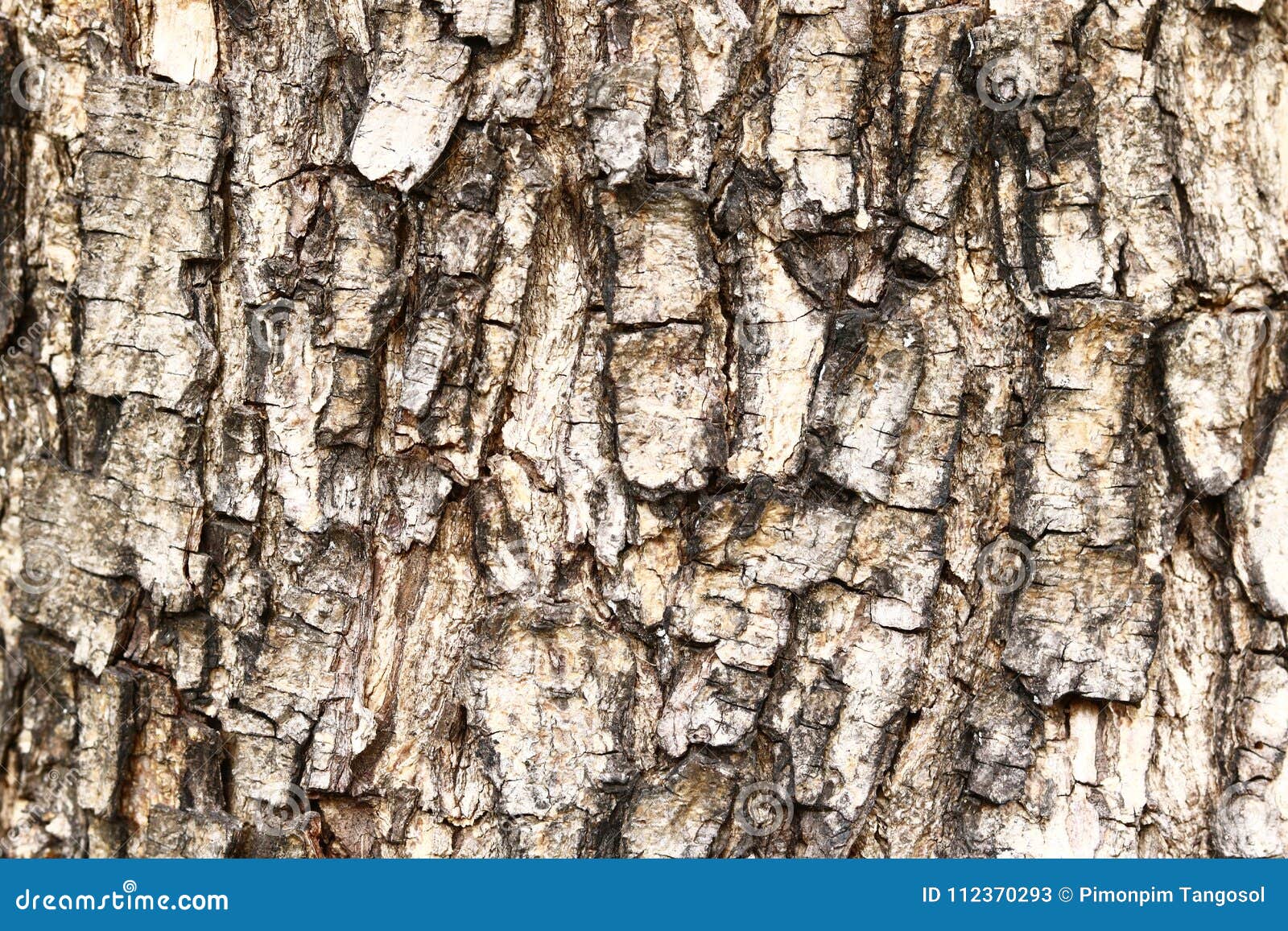 Dark tree bark texture stock image. Image of bark, tree - 112370293