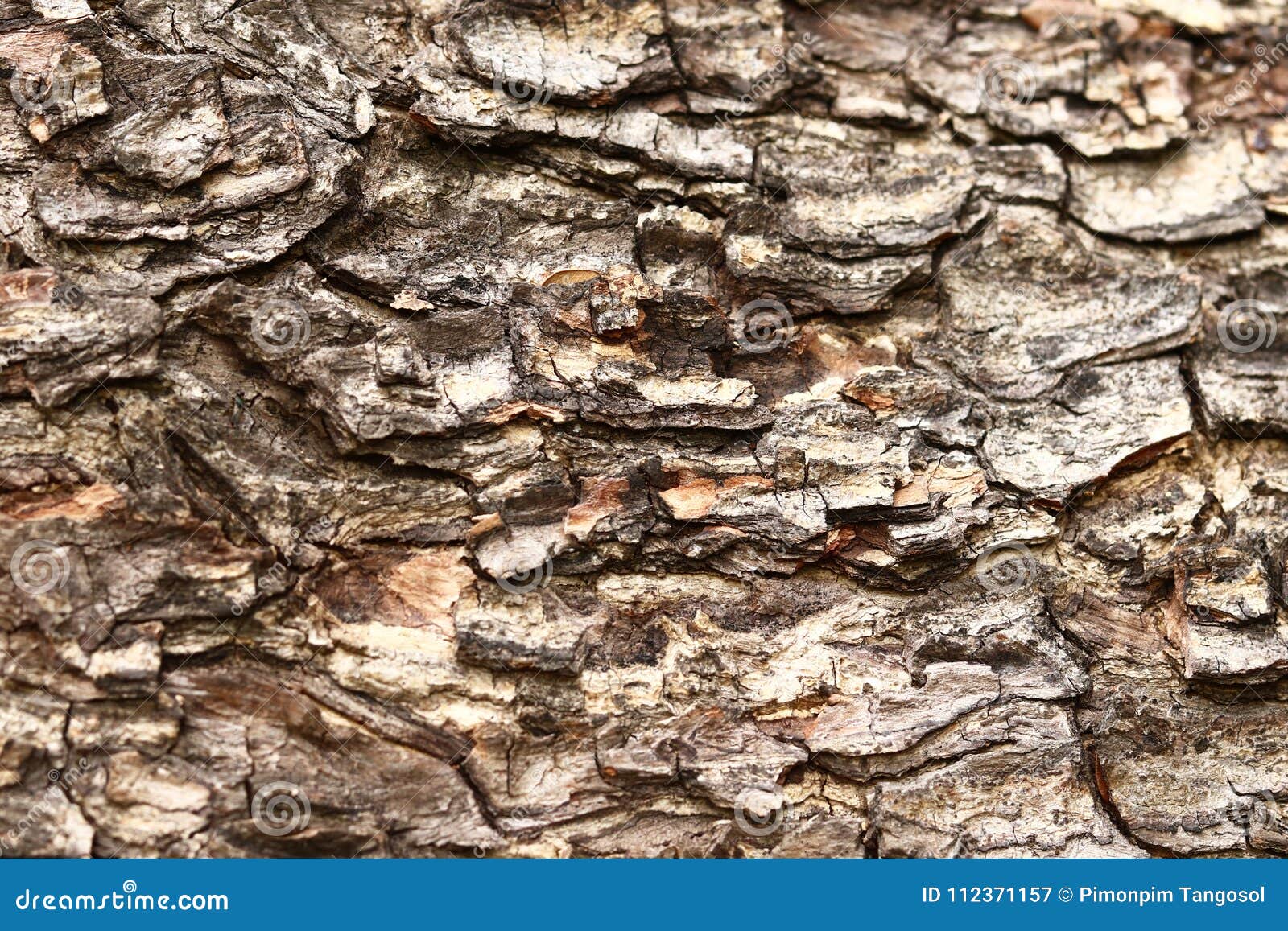 Dark tree bark texture stock image. Image of detail - 112371157