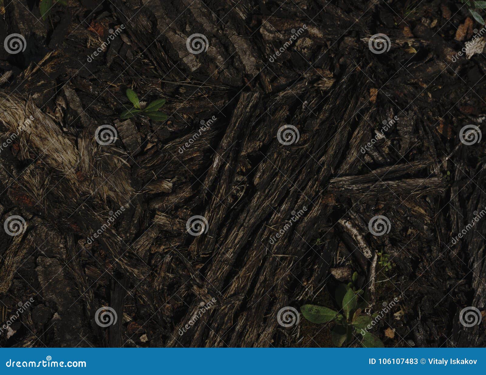 Dark Tree Bark Texture the Dark One. Stock Image - Image of aging, line ...
