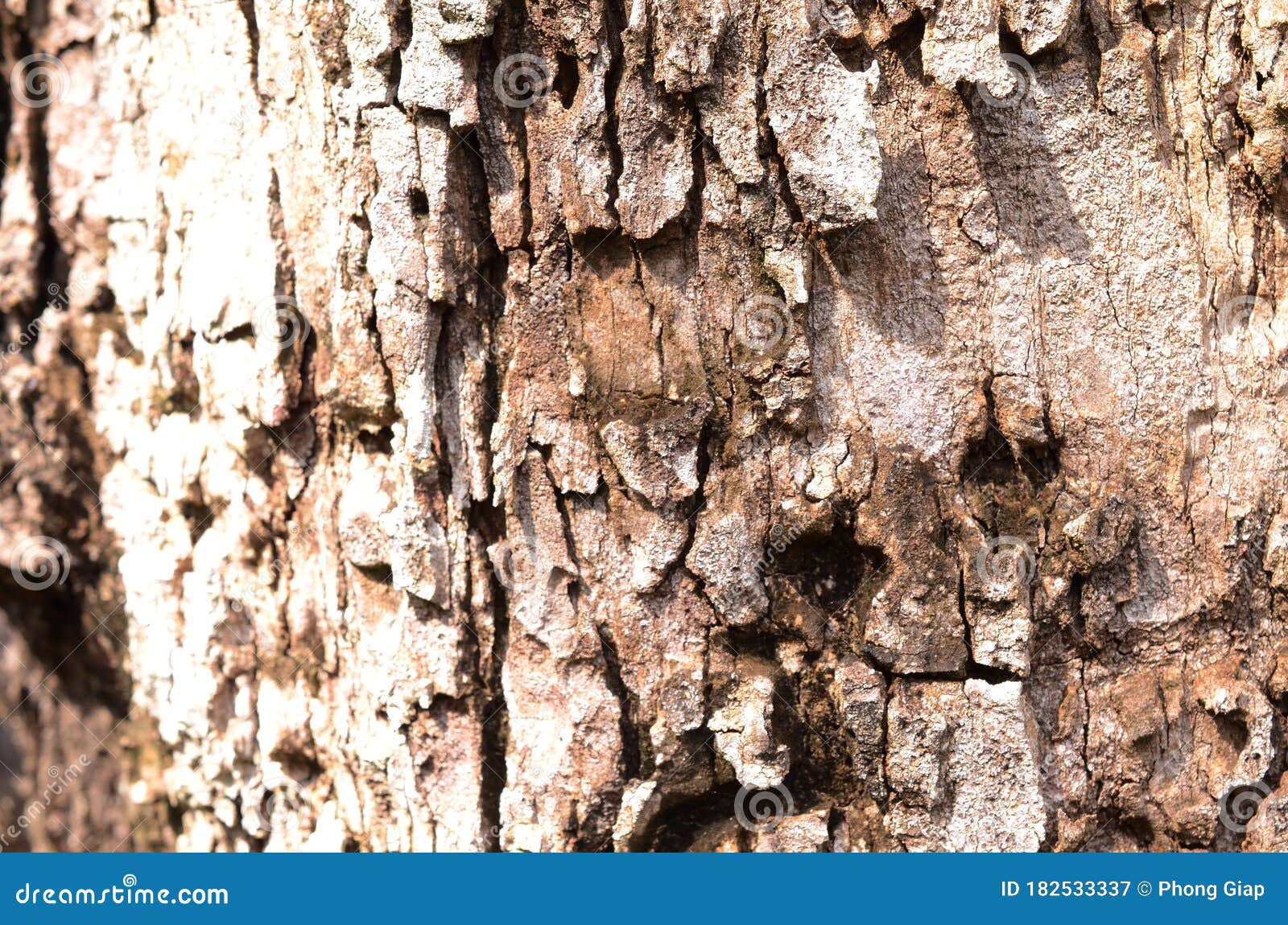 Dark Tree Bark Texture with Strong Veins. Stock Image - Image of light ...