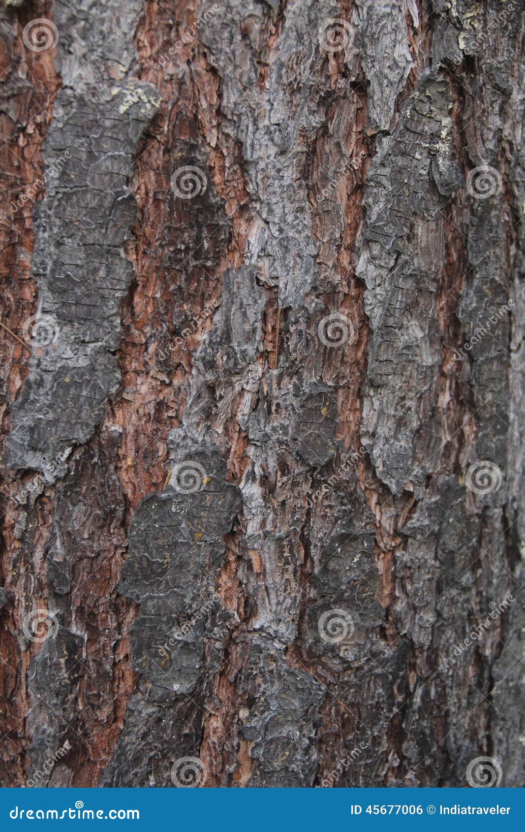 Dark Tree Bark Texture. stock photo. Image of forest - 45677006