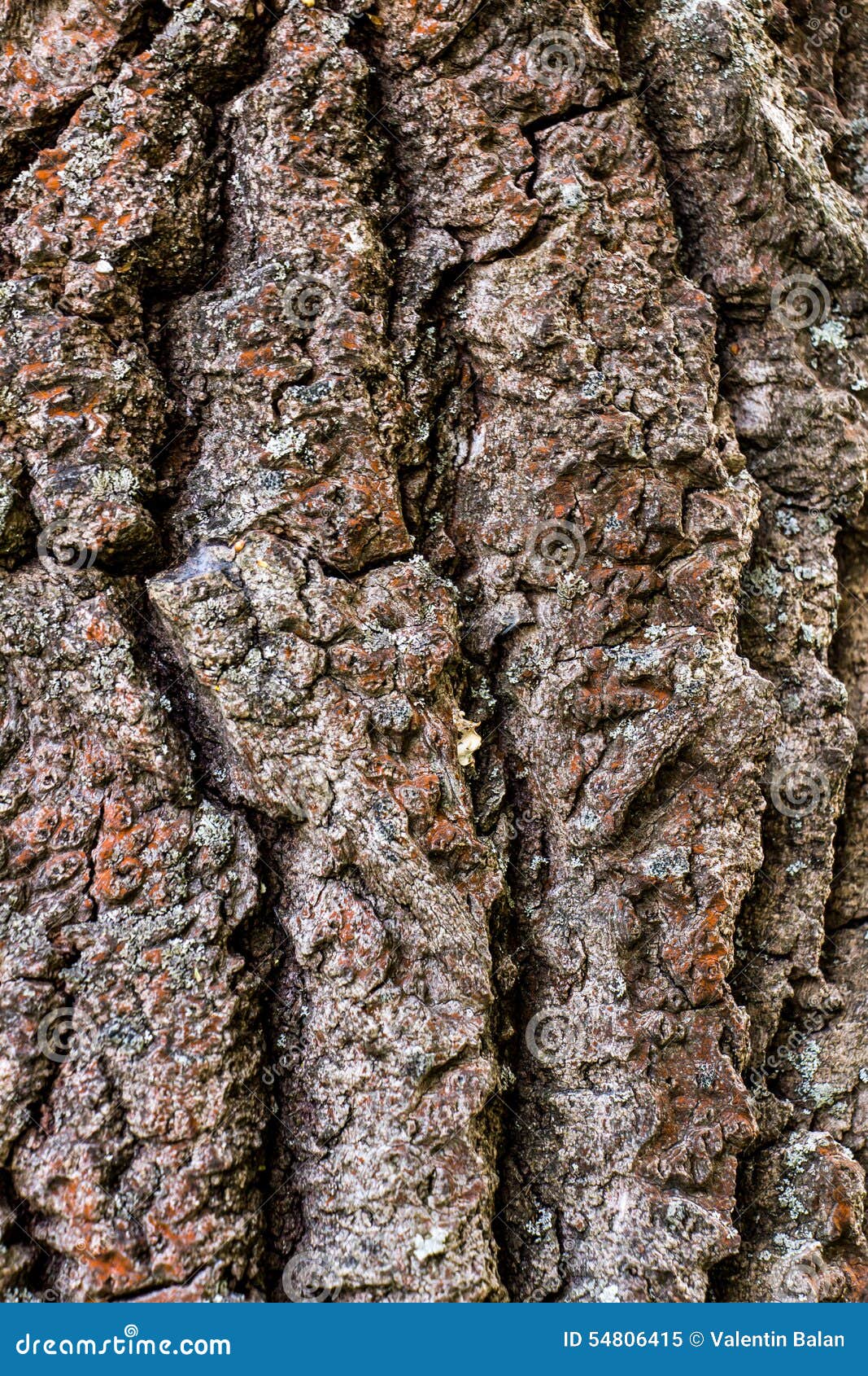 Dark Tree Bark Texture stock image. Image of forest, background - 54806415