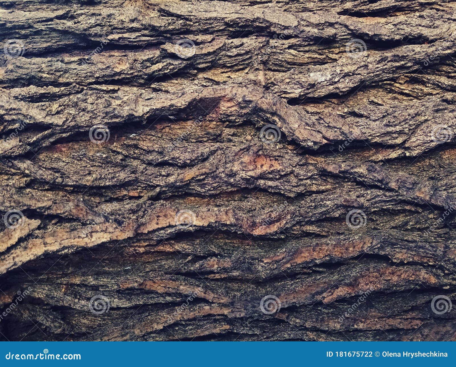 Dark tree bark texture stock photo. Image of forest - 181675722