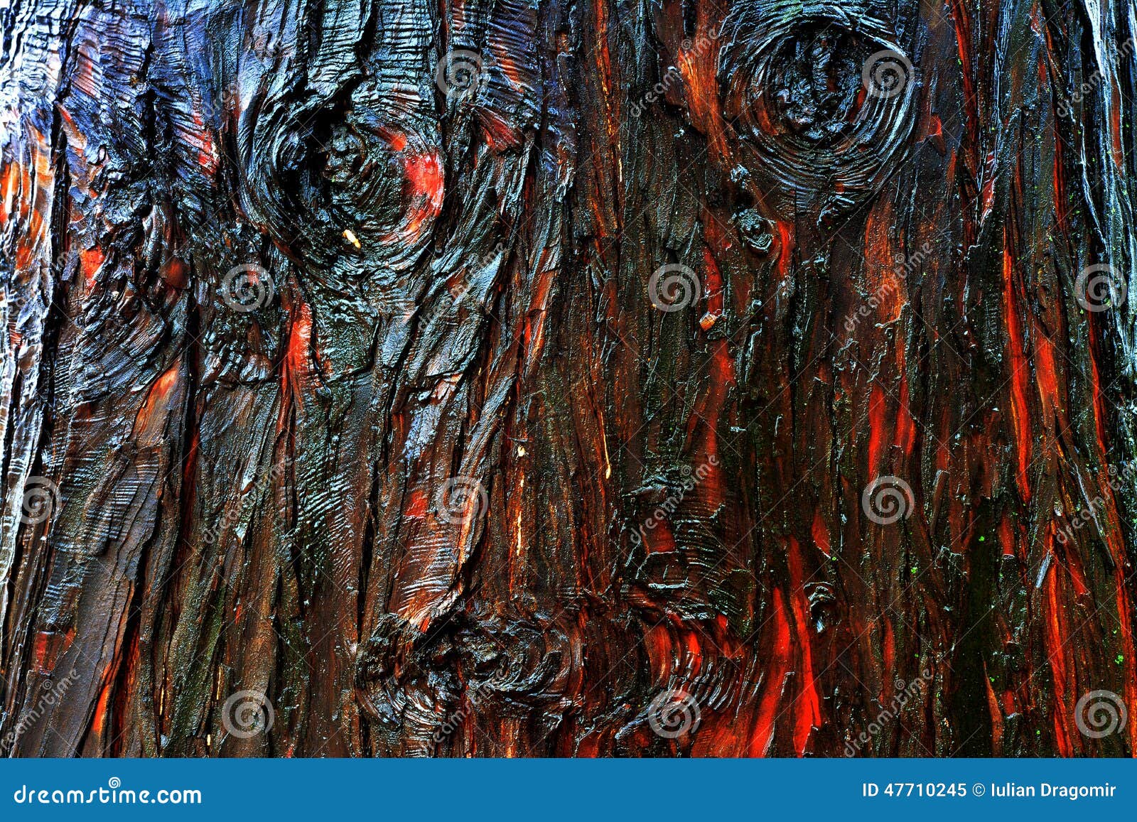 Dark Tree Bark Texture stock image. Image of wood, ecology - 47710245