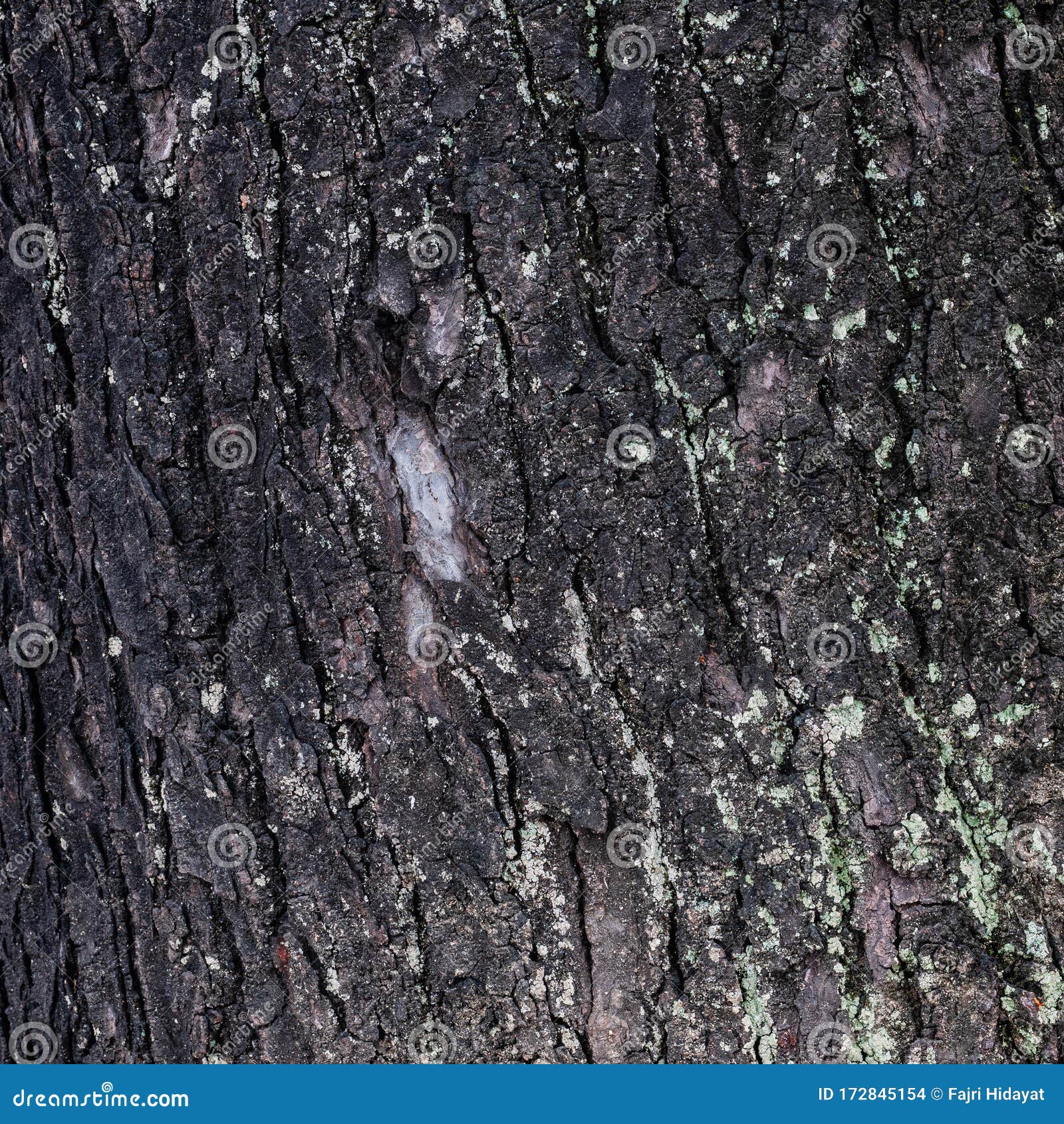 Dark Tree Bark Texture. Wood Bark Background Stock Photo - Image of ...