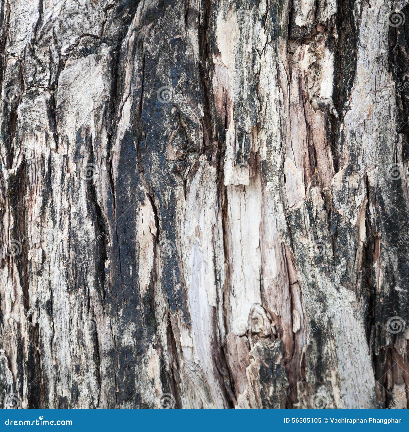 Dark tree bark stock image. Image of timber, trunk, natural - 56505105