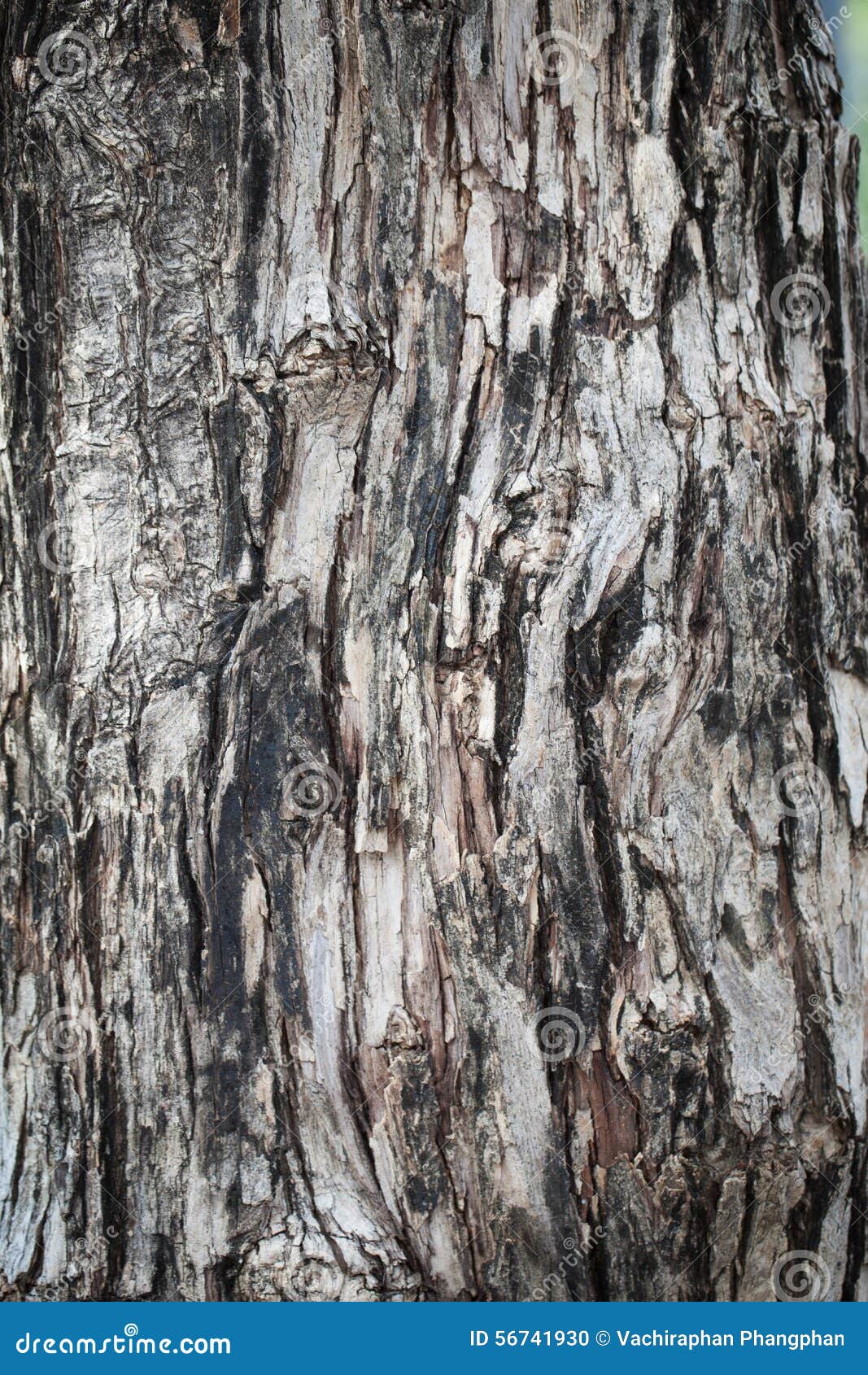 Dark tree bark stock photo. Image of aging, natural, dark - 56741930