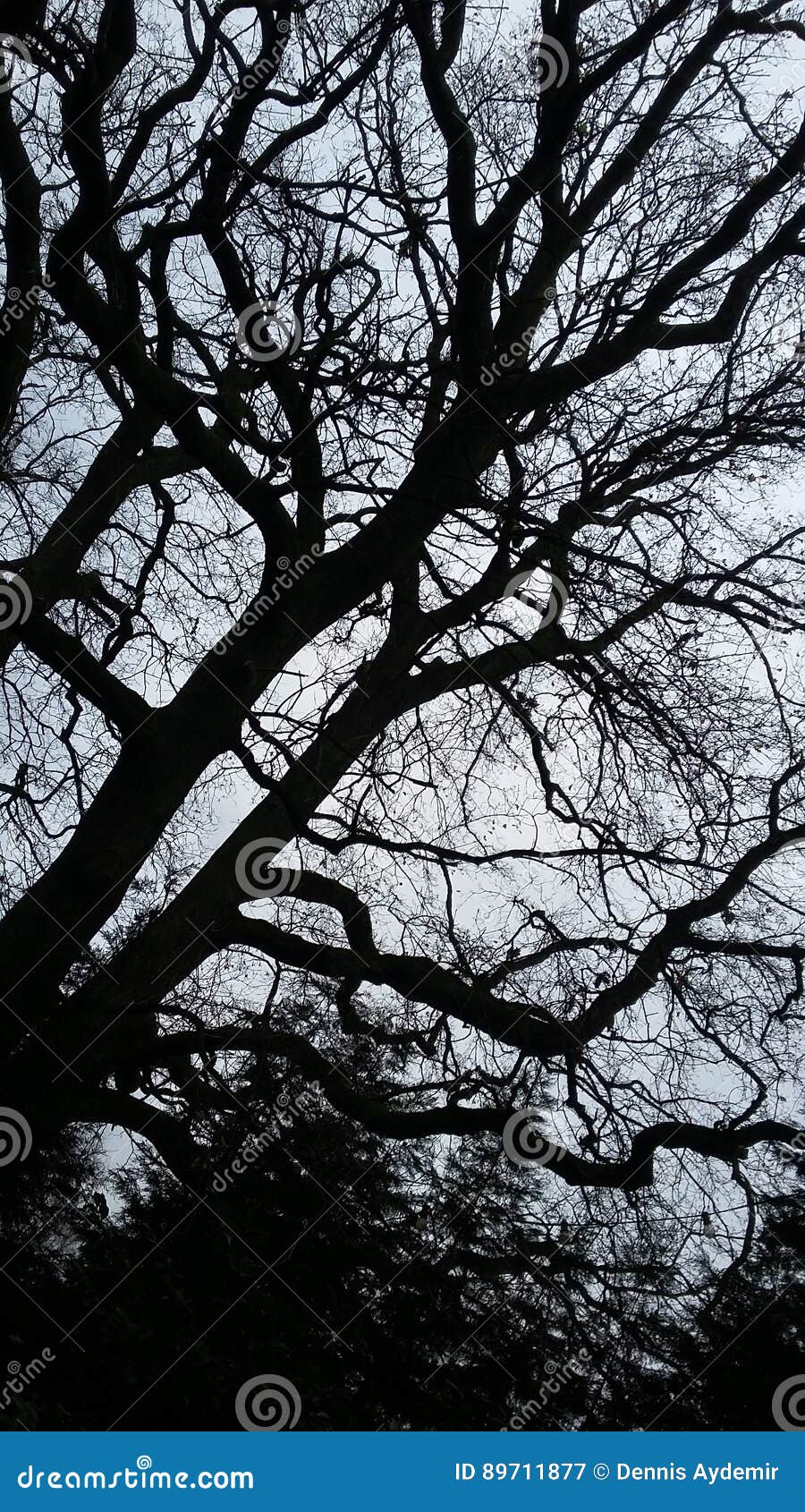 Dark Tree stock image. Image of beautiful, dark, tree - 89711877