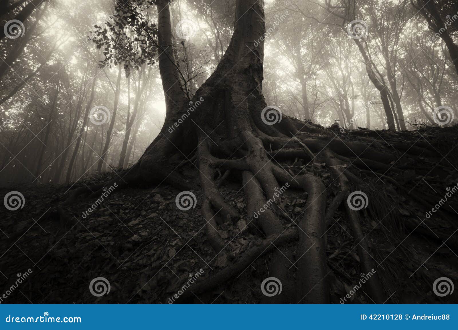 Dark Tree Bark Texture Stock Image | CartoonDealer.com #37583125