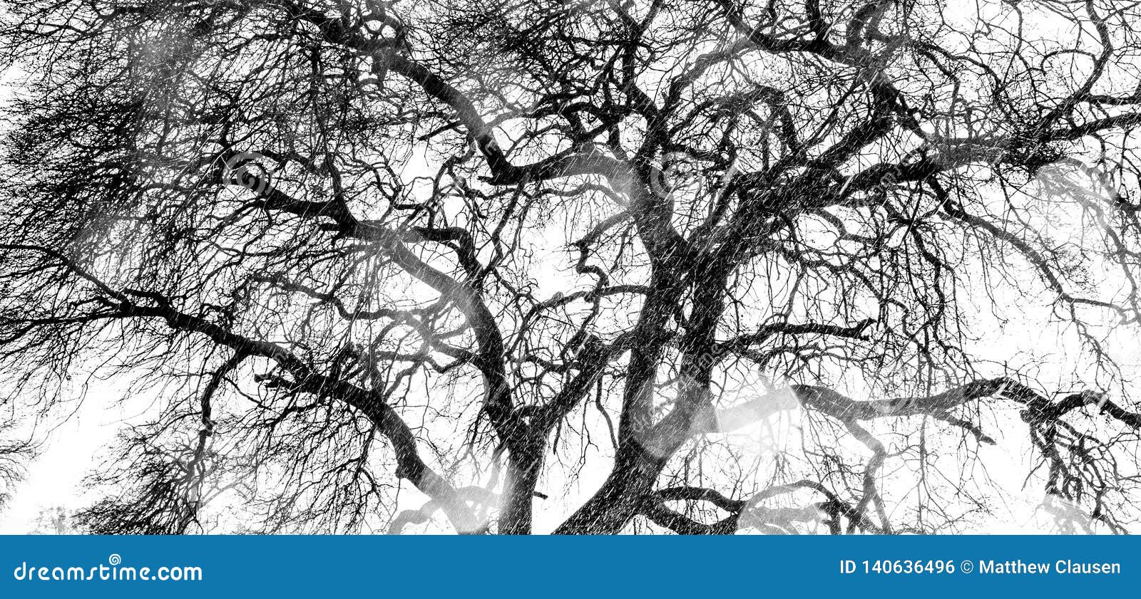 Dark Tree in Black and White Stock Photo - Image of scary, atmosphere ...