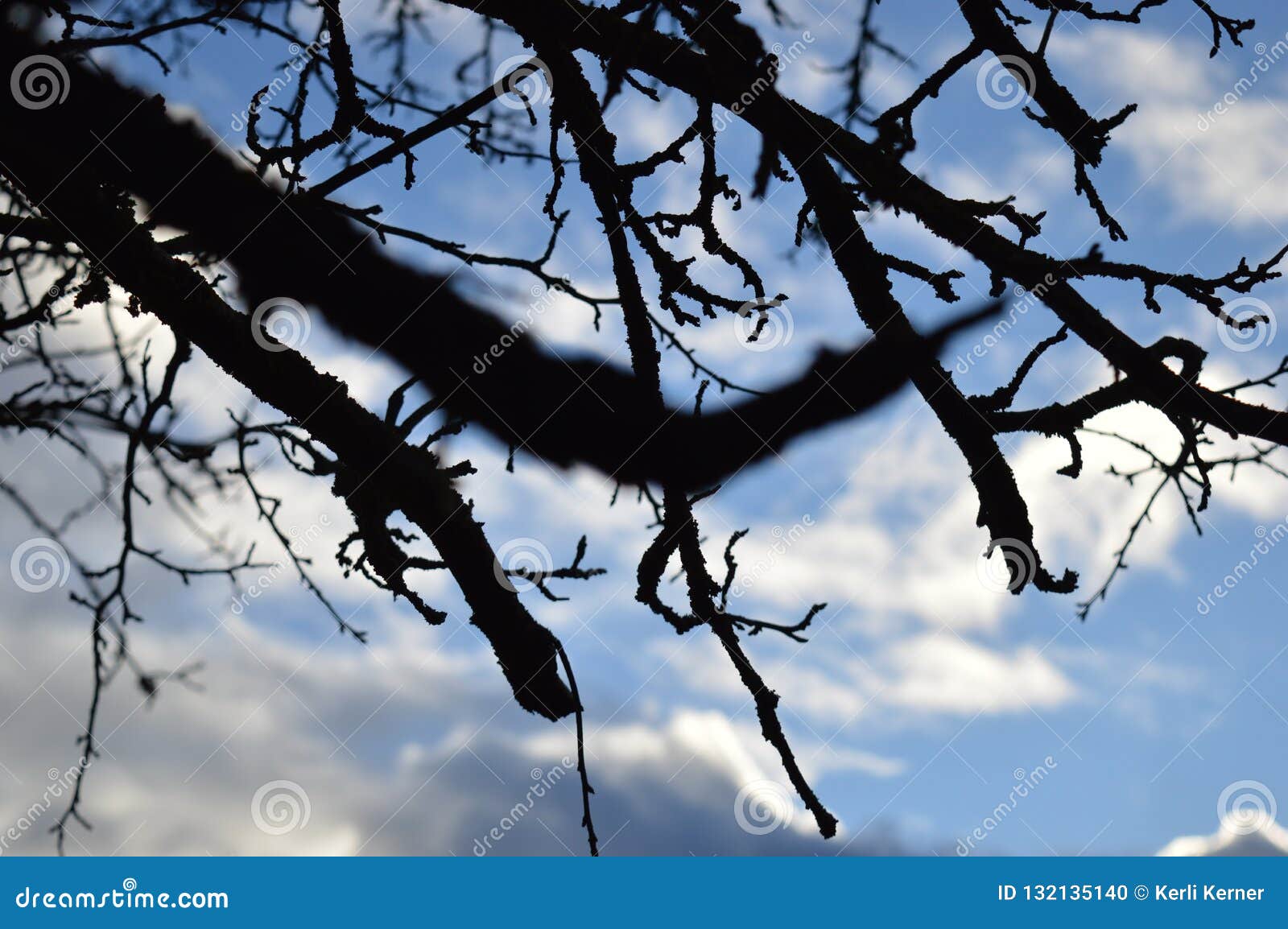 Dark tree branch stock photo. Image of nature, blue - 132135140