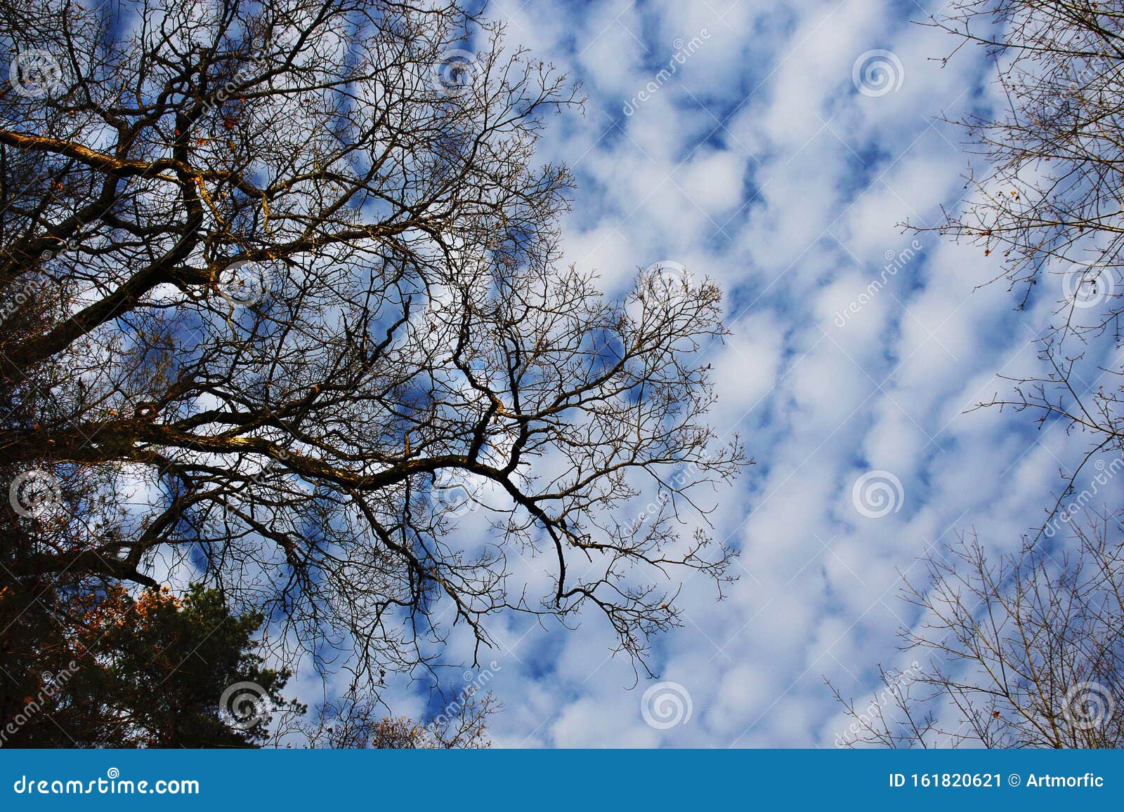 Dark Tree Branches on Blue Sky Background Stock Image - Image of fall ...
