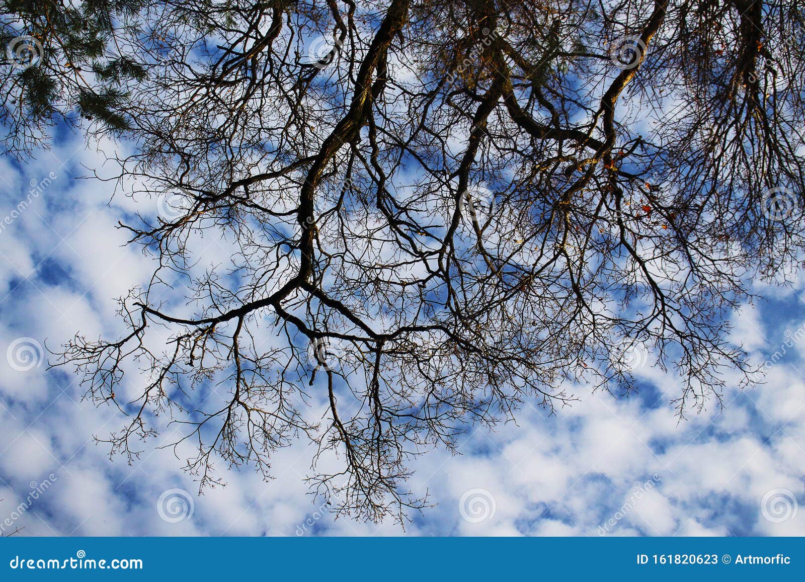 Dark Tree Branches on Blue Sky Background Stock Image - Image of gold ...