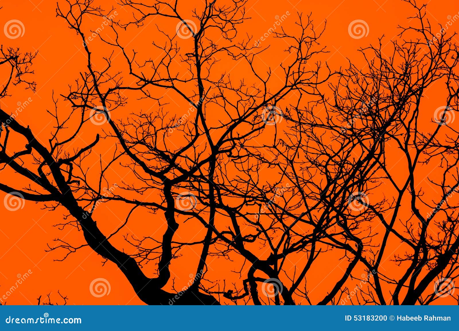 Dark Tree Tops In Heavy Morning Fog Landscape, Forest Background ...