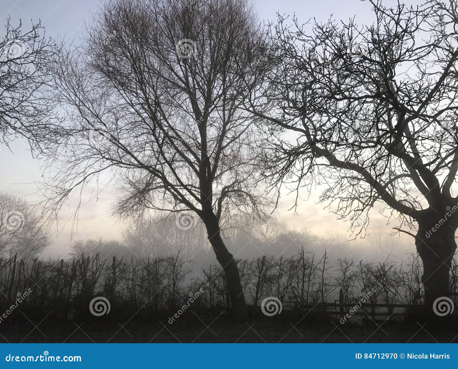 Dark Tree Line on a Misty Morning Stock Photo - Image of tree, hedges ...