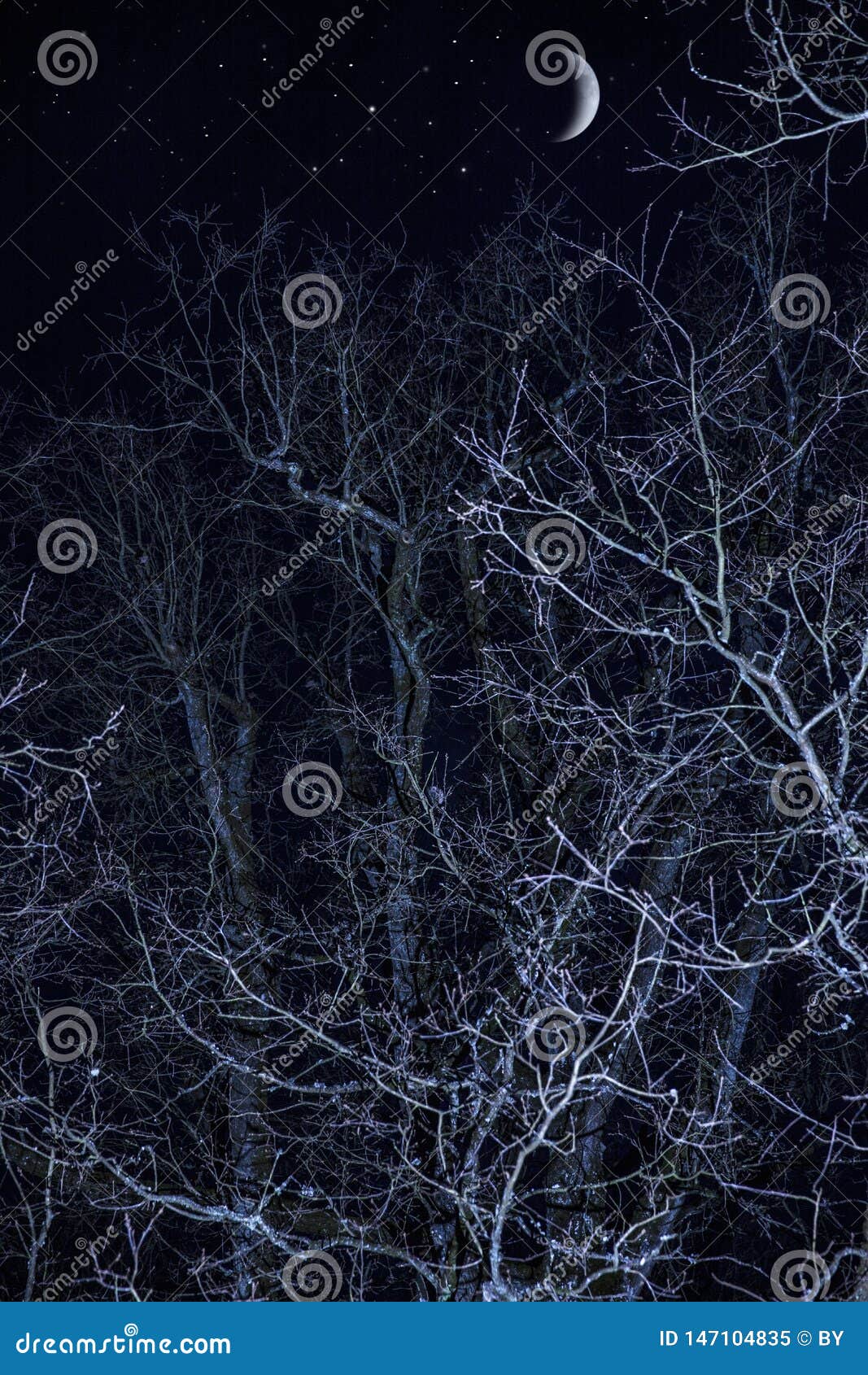 Dark Tree at Twilight stock image. Image of grove, twilight - 147104835