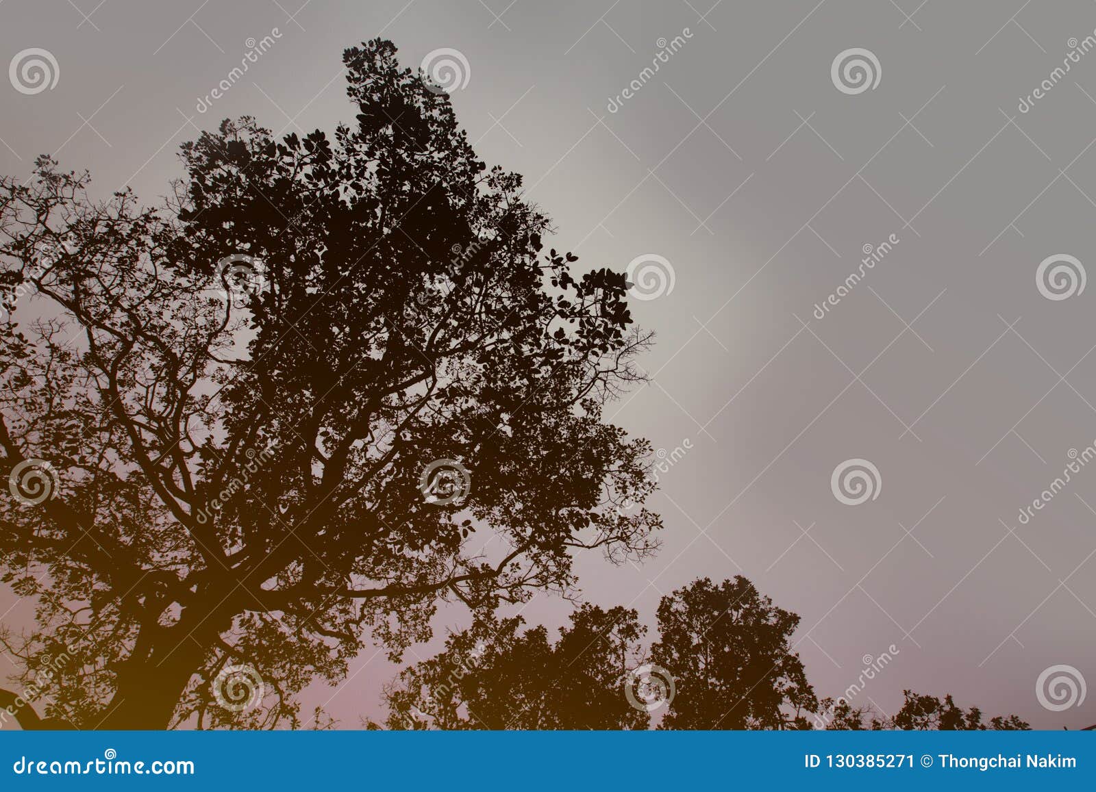 Dark tree in night. stock image. Image of forest, black - 130385271